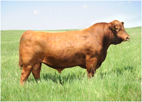 Green Mountain Red Angus Cattle in Logan MT