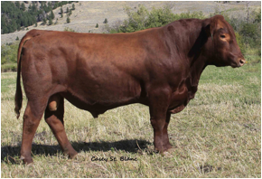 Green Mountain Red Angus Cattle in Logan MT